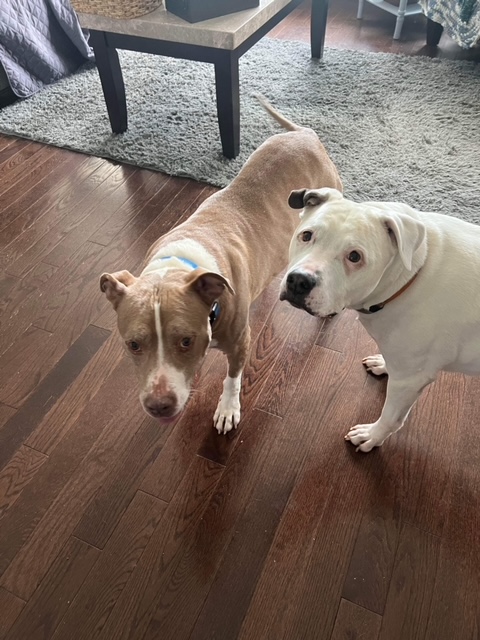 CHARLIE & HIS NEW MOM & SIBLING – Friends of Southern Ocean County ...